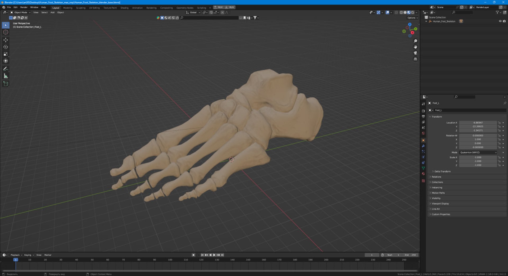 3D Human Foot Skeleton - TurboSquid 2386051