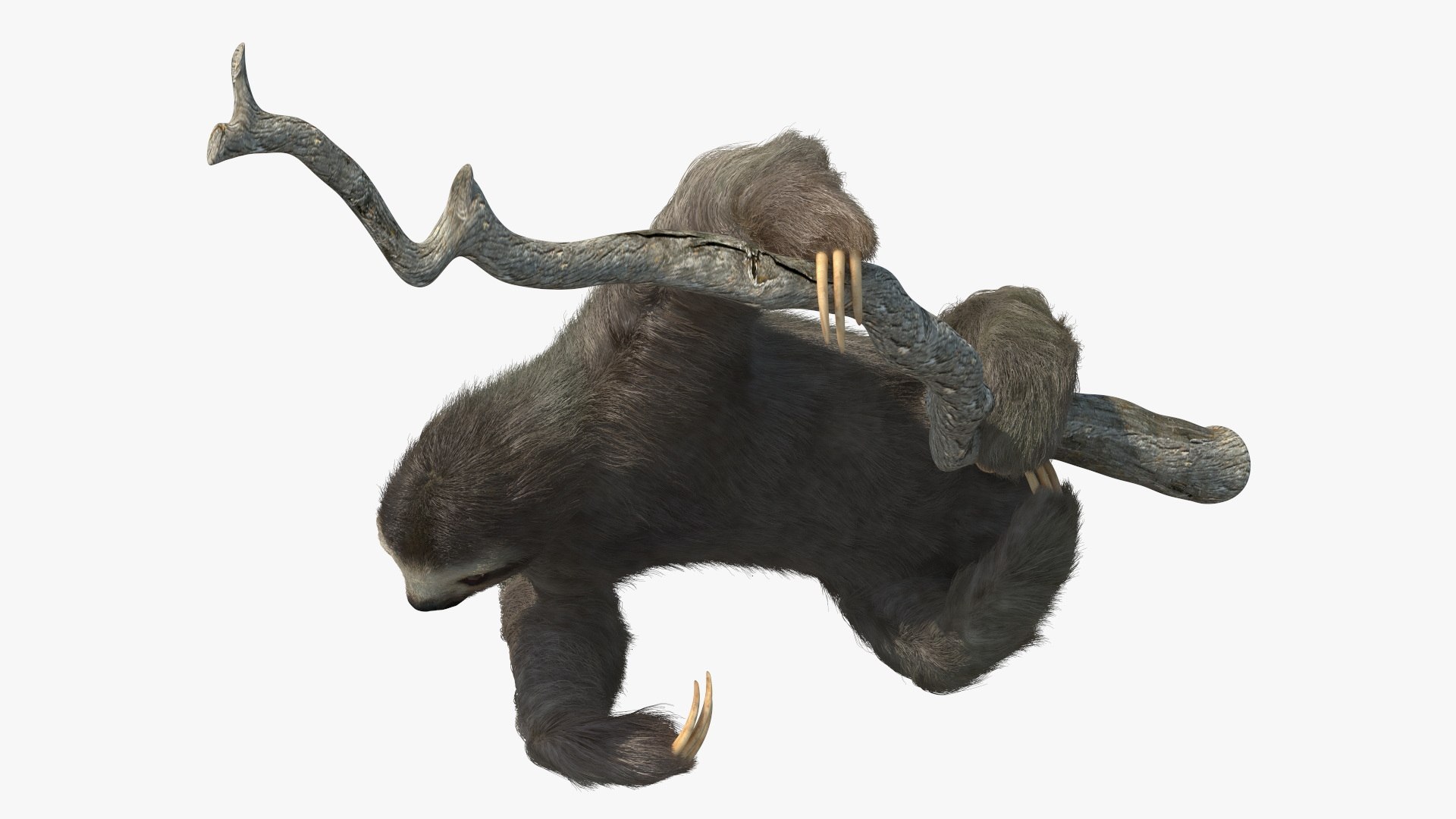 3D Model Sloth Hanging From A Branch Fur - TurboSquid 2177340