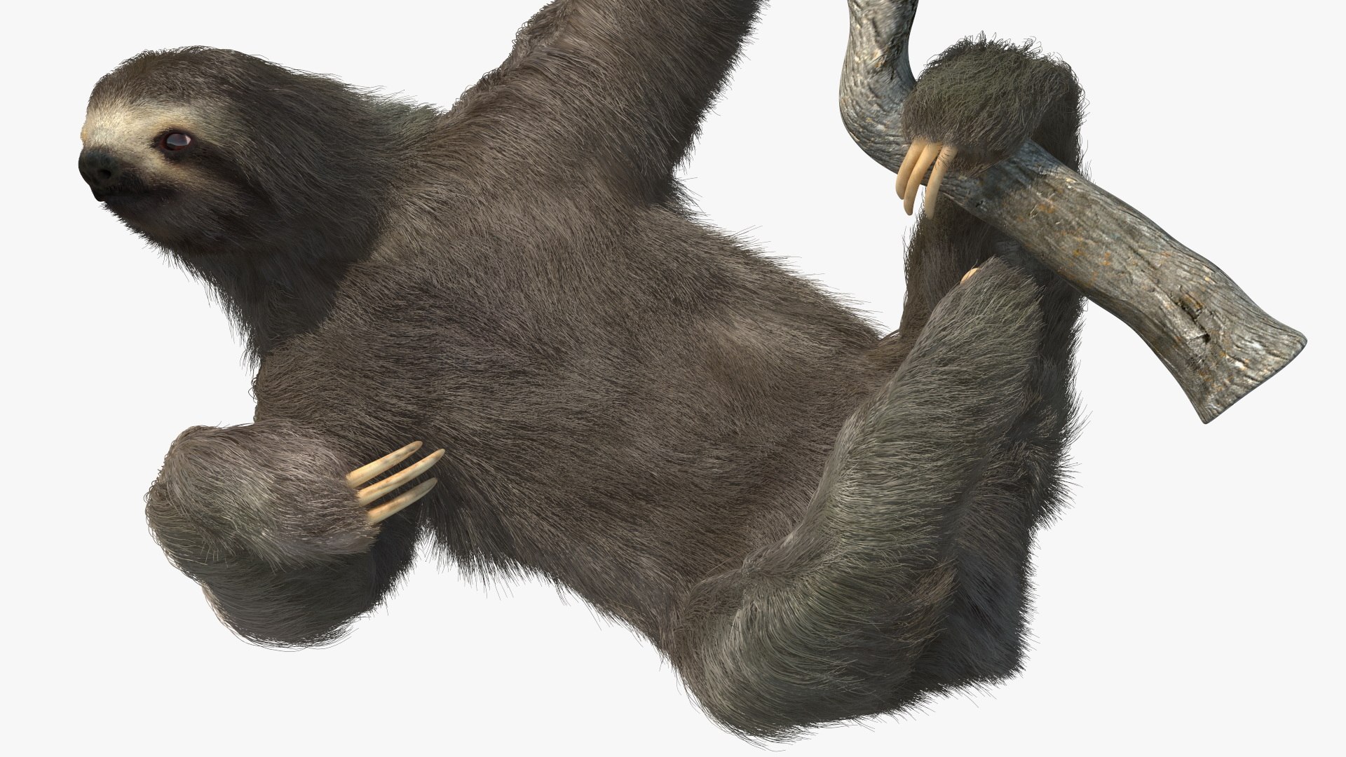3D Model Sloth Hanging From A Branch Fur - TurboSquid 2177340