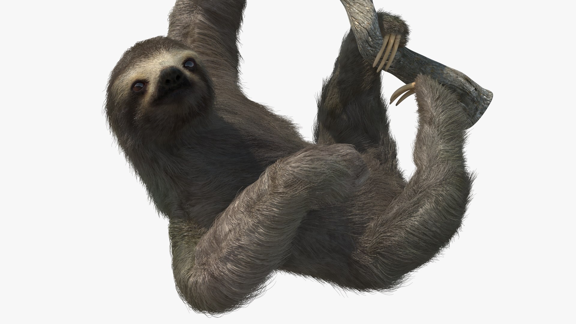 3D Model Sloth Hanging From A Branch Fur - TurboSquid 2177340
