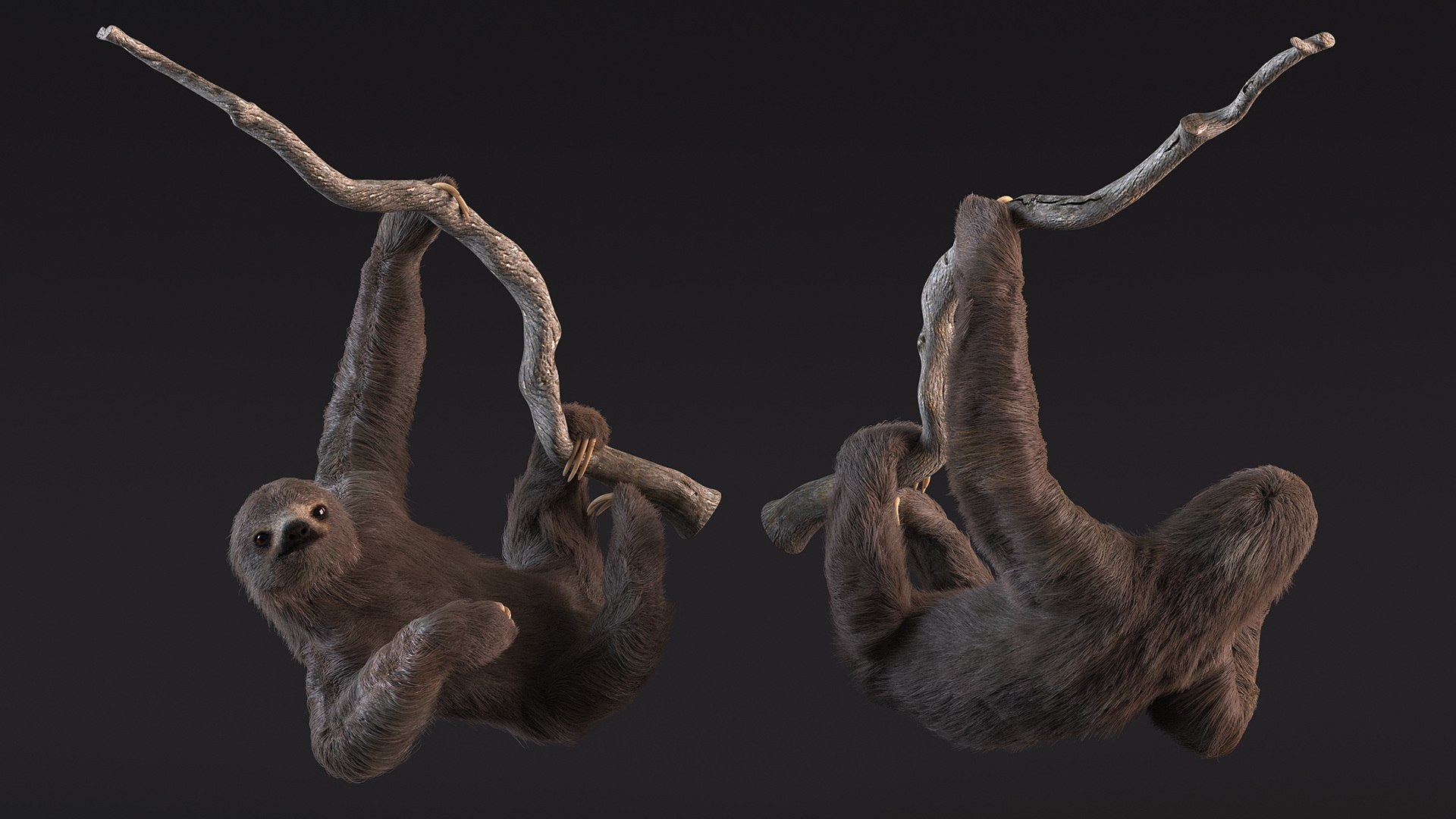 3D Model Sloth Hanging From A Branch Fur - TurboSquid 2177340