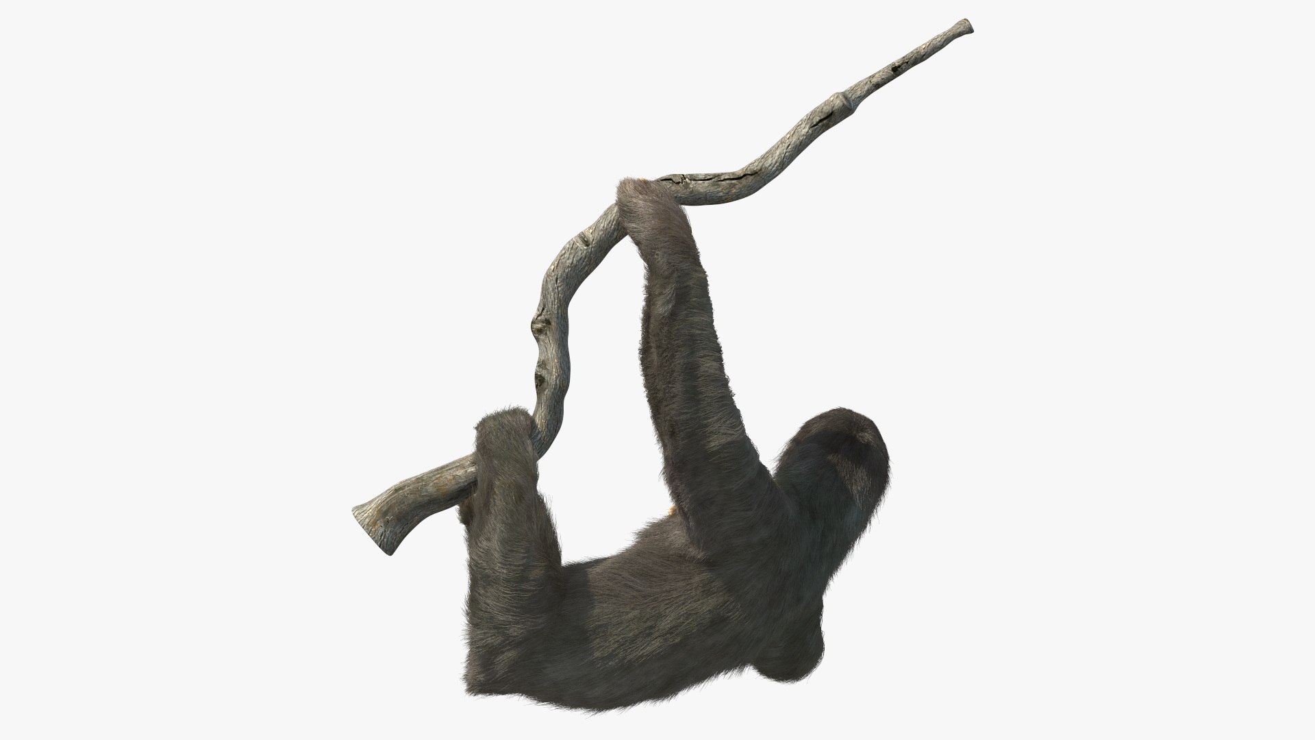3D Model Sloth Hanging From A Branch Fur - TurboSquid 2177340