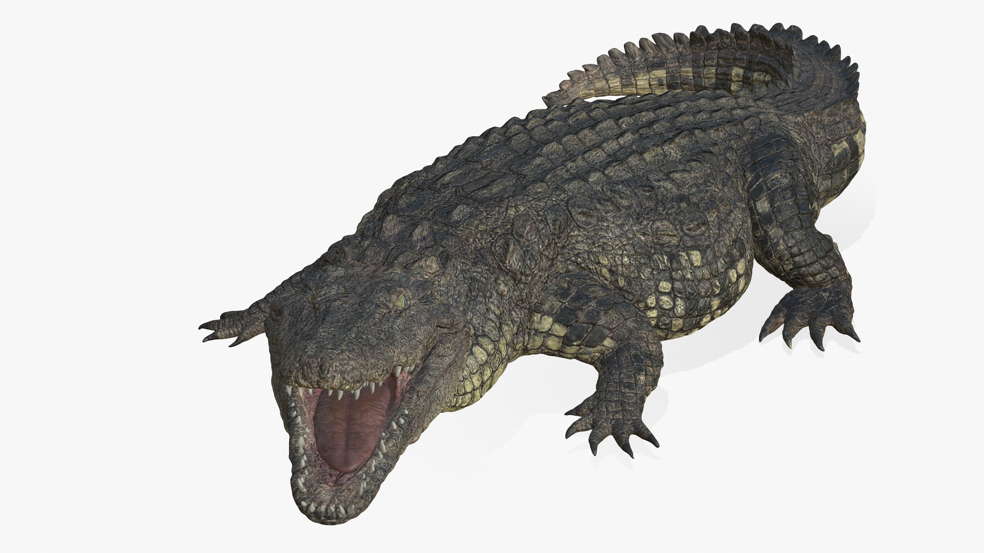 3D Crocodile Realistic model - TurboSquid 1909699