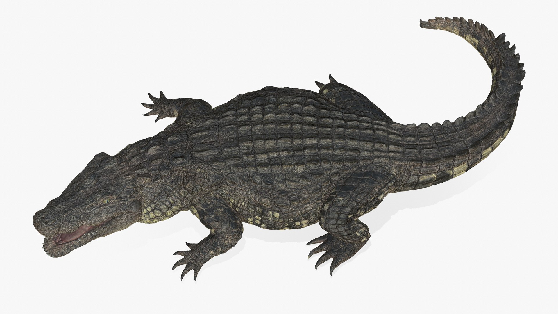 3D Crocodile Realistic model - TurboSquid 1909699