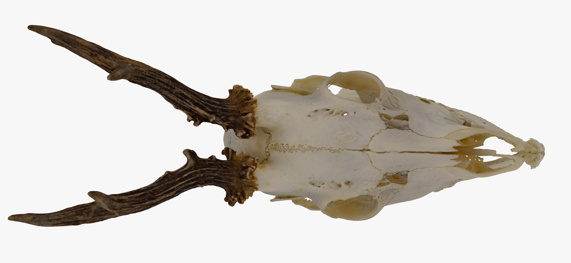 3D Roe Deer (Capreolus Capreolus) Skull 01 RAW Scan - TurboSquid 1752331
