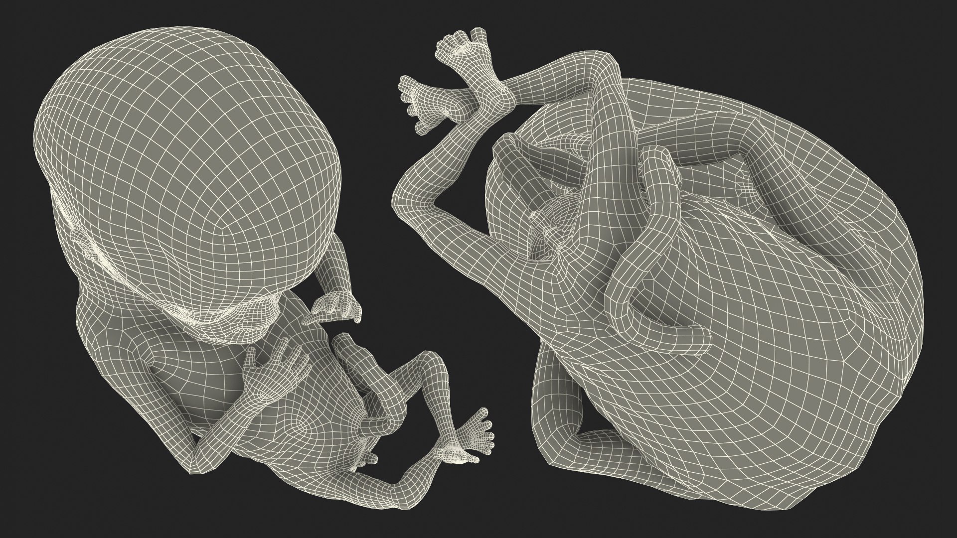 3D Human Fetus 12 Weeks Rigged For Modo - TurboSquid 1718225