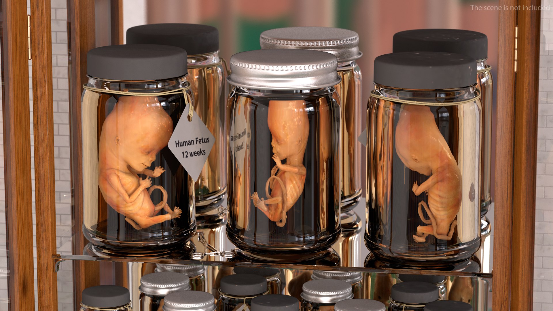 3D Human Fetus 12 Weeks Rigged For Modo - TurboSquid 1718225