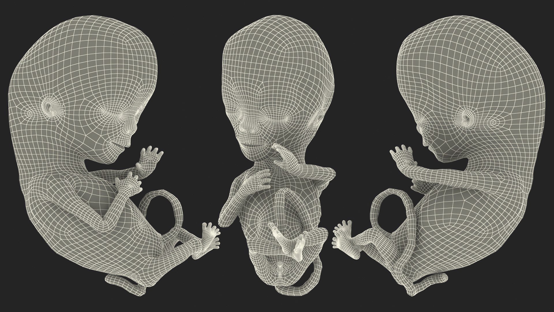 3D Human Fetus 12 Weeks Rigged For Modo - TurboSquid 1718225