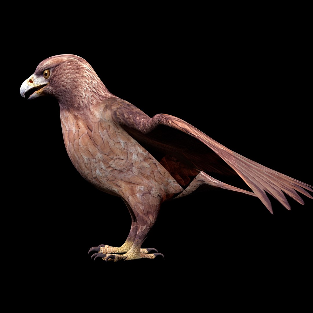 Eagle Rig Low Poly 3D Model - TurboSquid 2436130