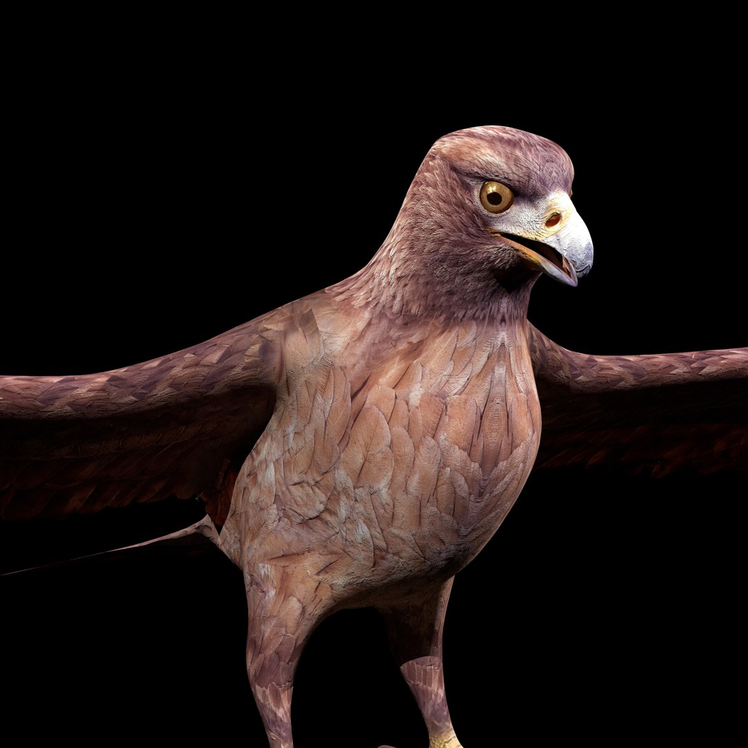 Eagle Rig Low Poly 3D Model - TurboSquid 2436130