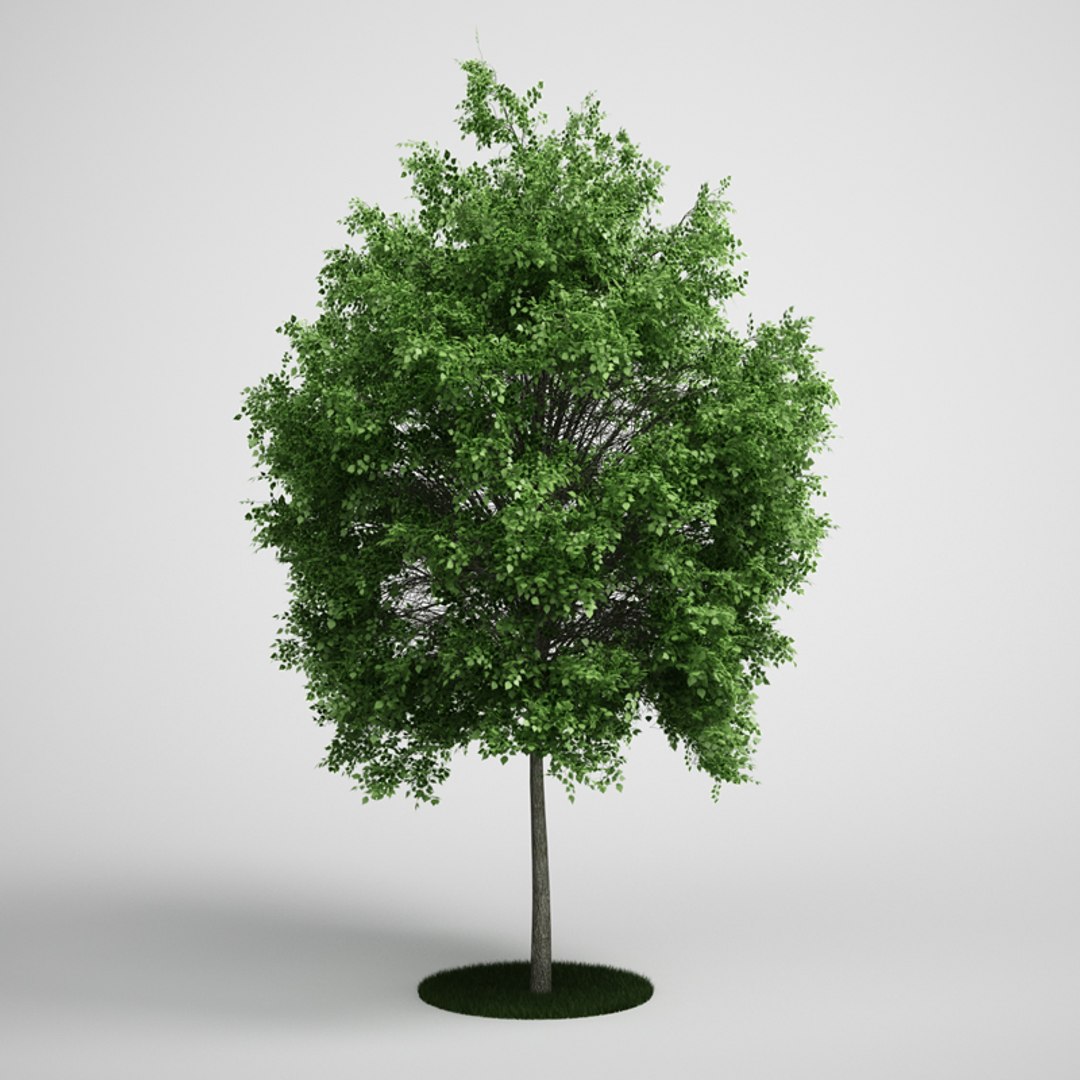 3d small-leaved lime tilia model