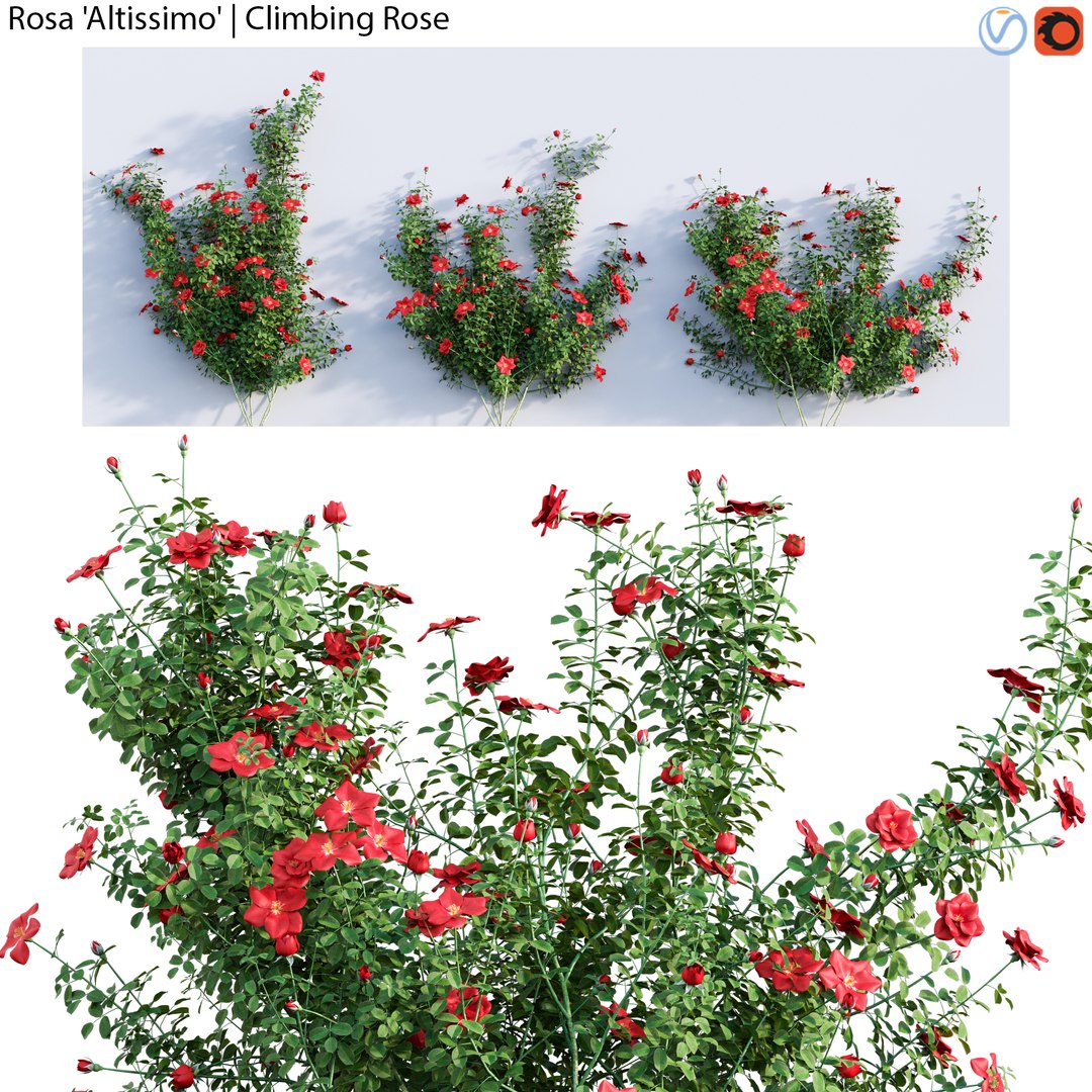 3D Rosa Altissimo 01 model - TurboSquid 1781622