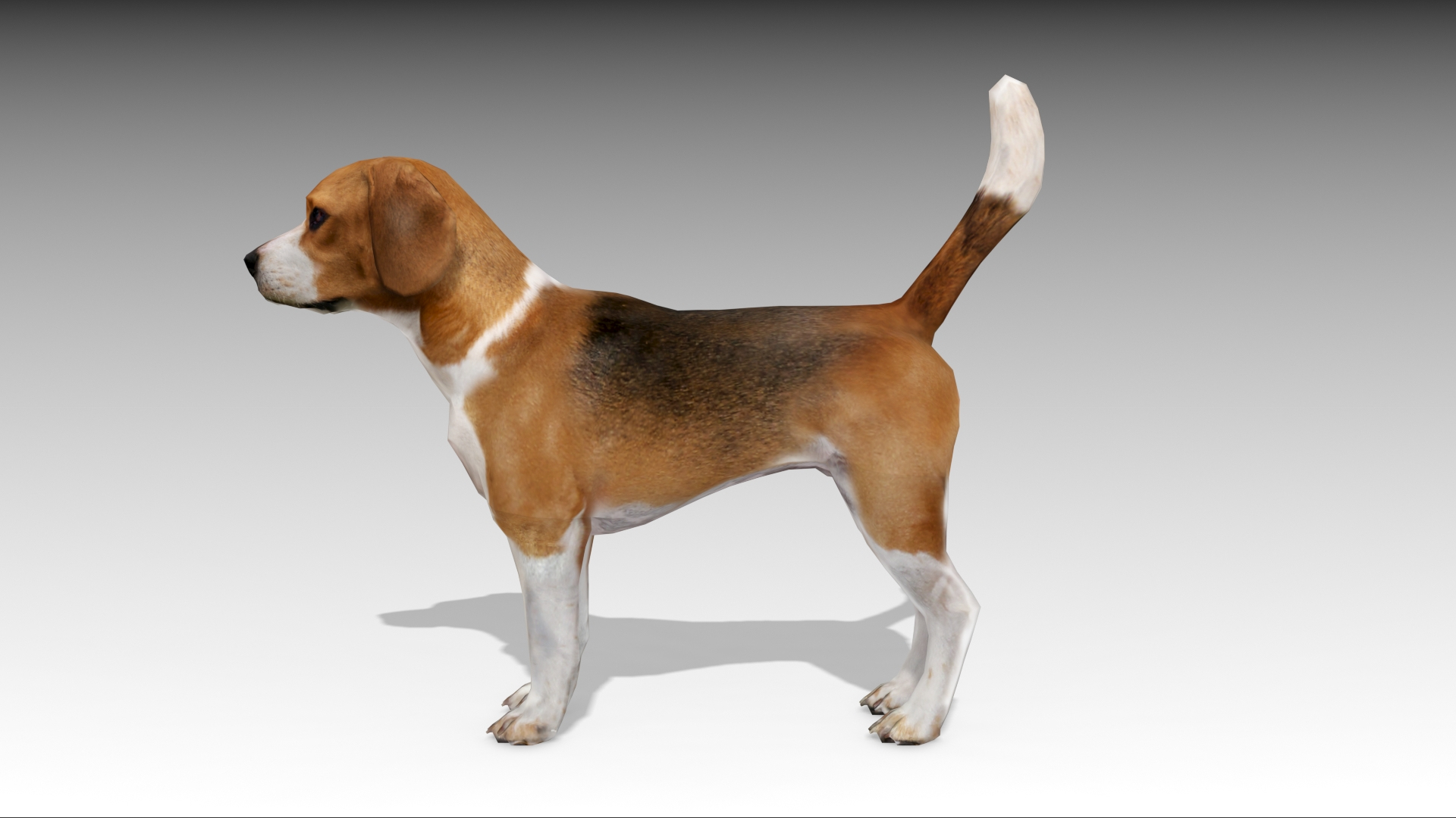 Beagle 3D Model - TurboSquid 1765910