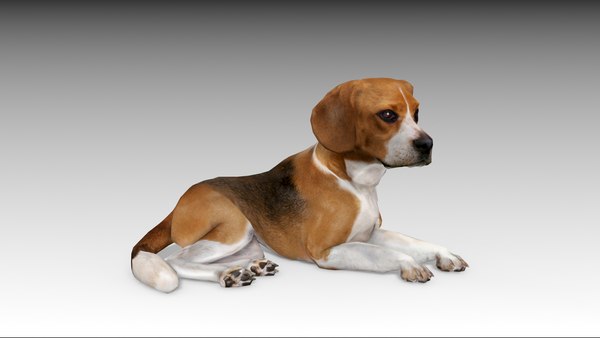 modelo 3d Beagle - TurboSquid 1765910