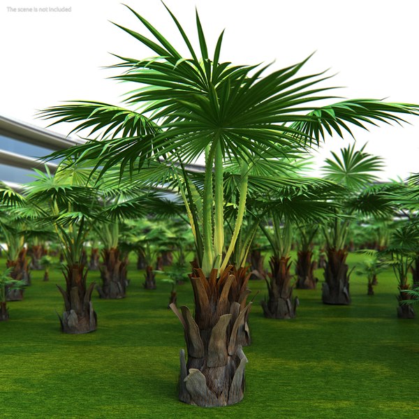 3D palms 3 - TurboSquid 1583784