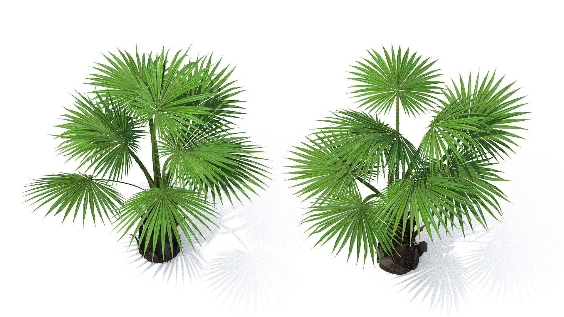 3D palms 3 - TurboSquid 1583784