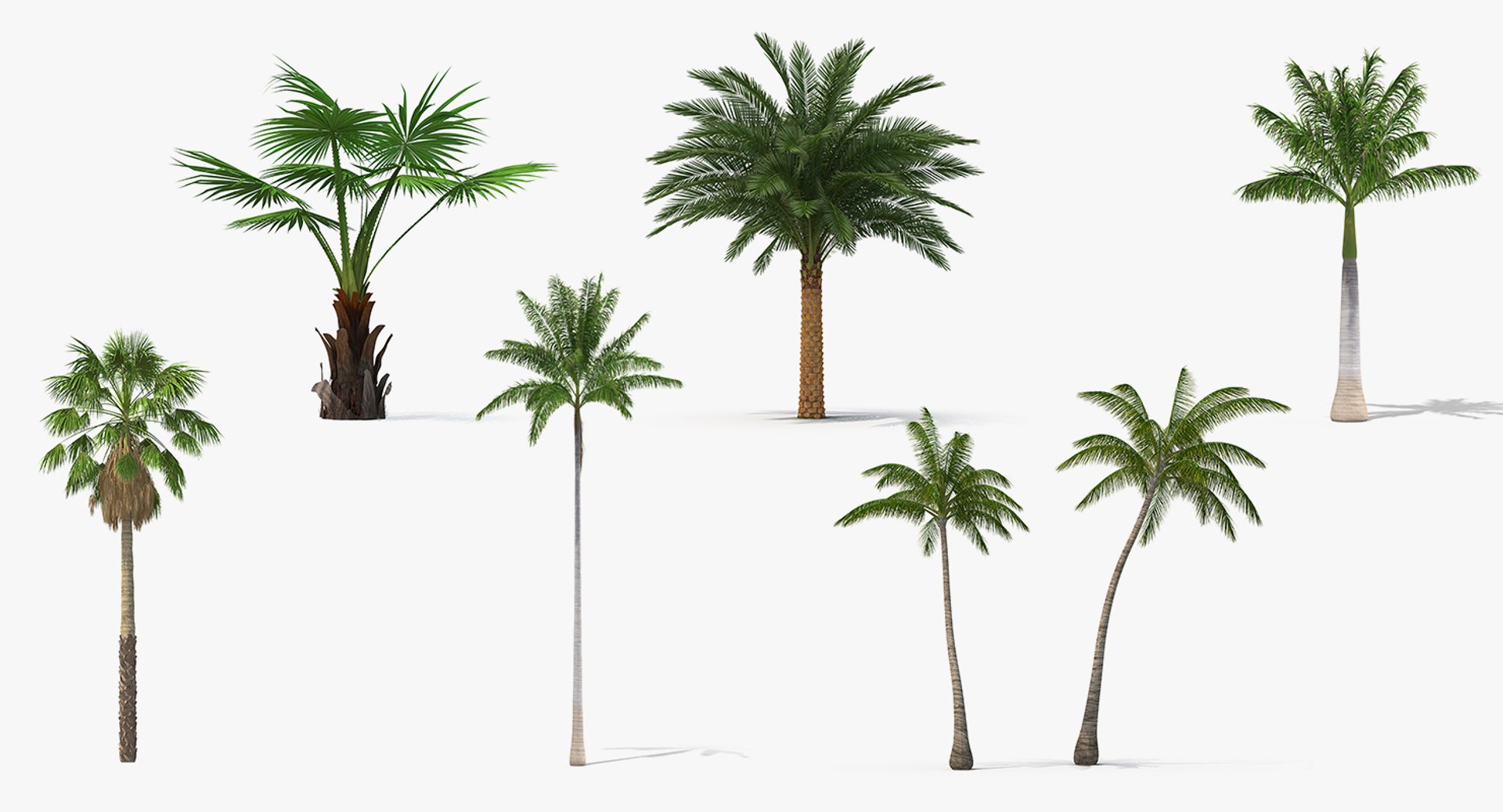 3D palms 3 - TurboSquid 1583784