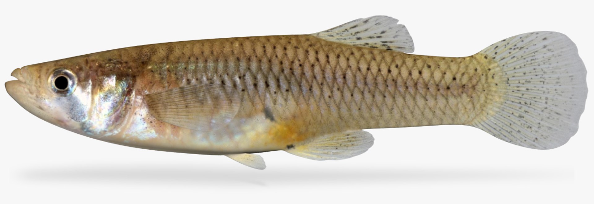 3D Gambusia Affinis Western Mosquitofish Model - TurboSquid 1164133