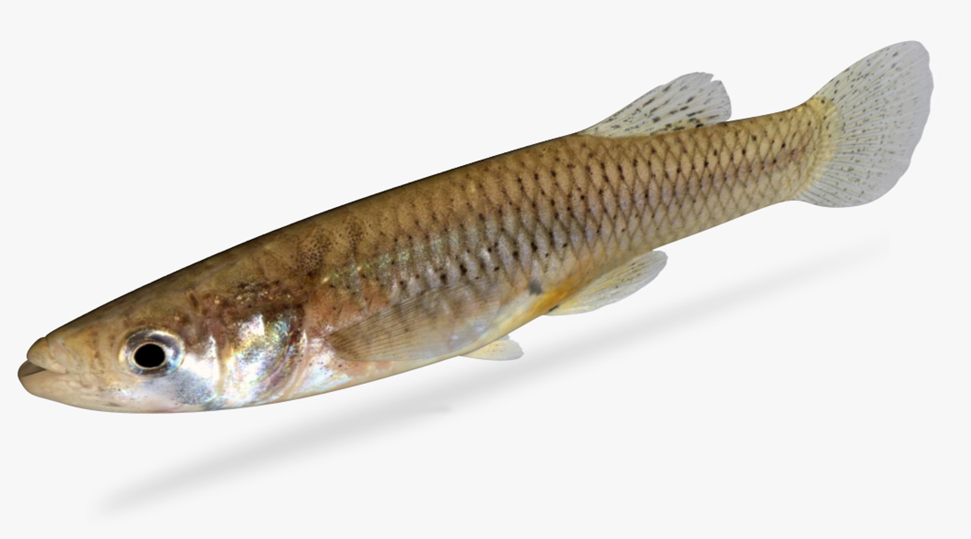 3D Gambusia Affinis Western Mosquitofish Model - TurboSquid 1164133