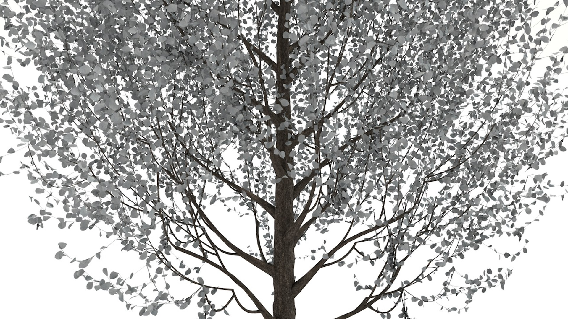 3D Pyrus Tree - TurboSquid 1401119