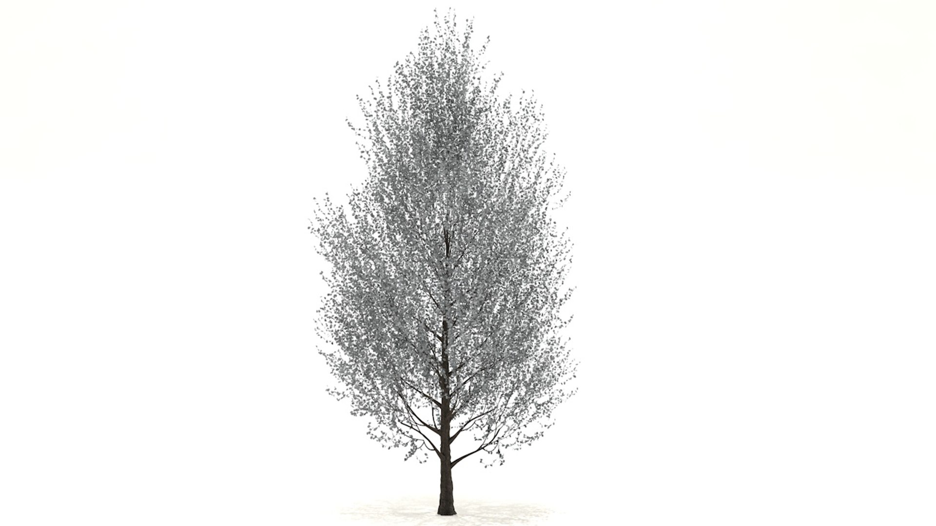3D Pyrus Tree - TurboSquid 1401119