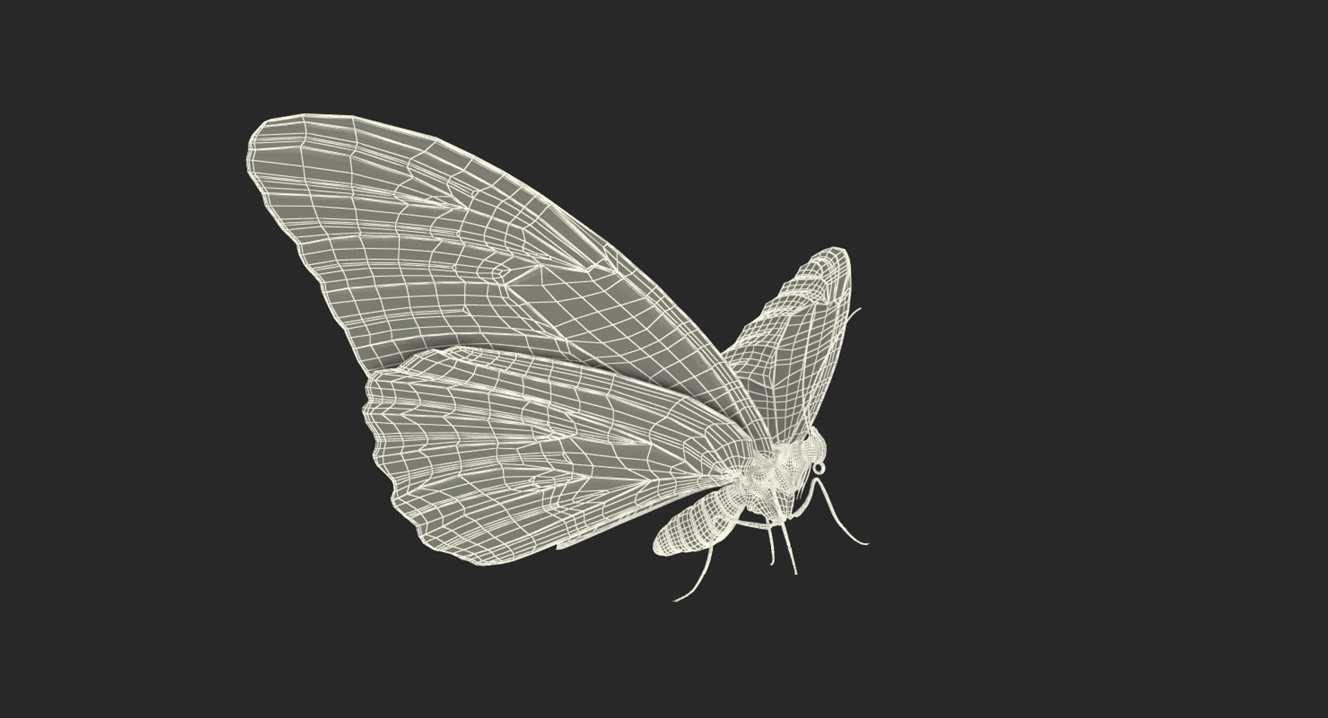 3D Morpho Peleides Butterfly Rigged Model - TurboSquid 1167490