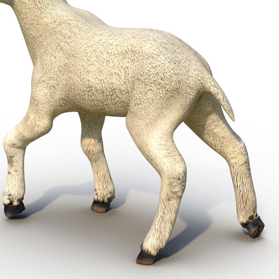 lamb pose 2 3d model