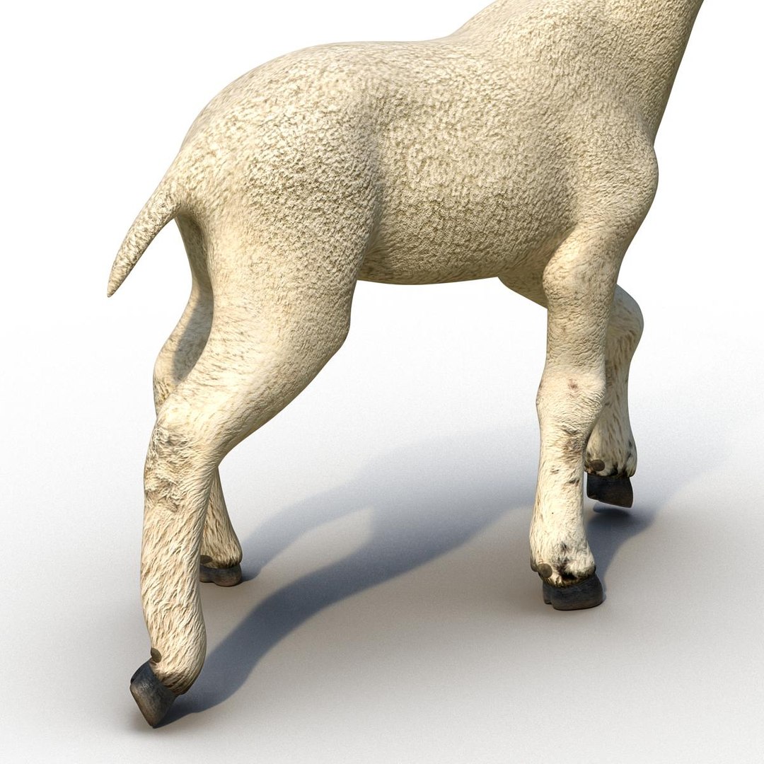 lamb pose 2 3d model