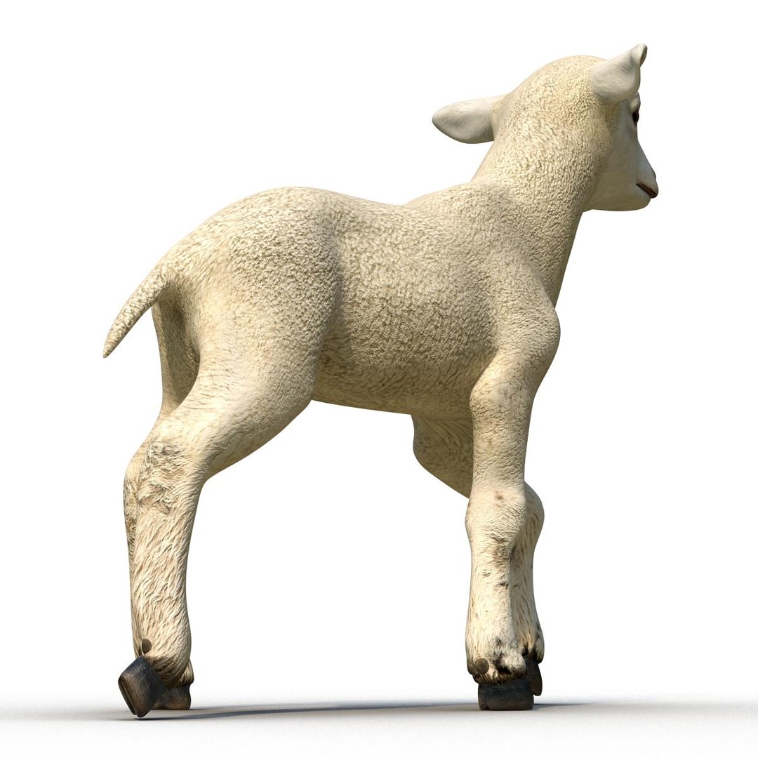 lamb pose 2 3d model