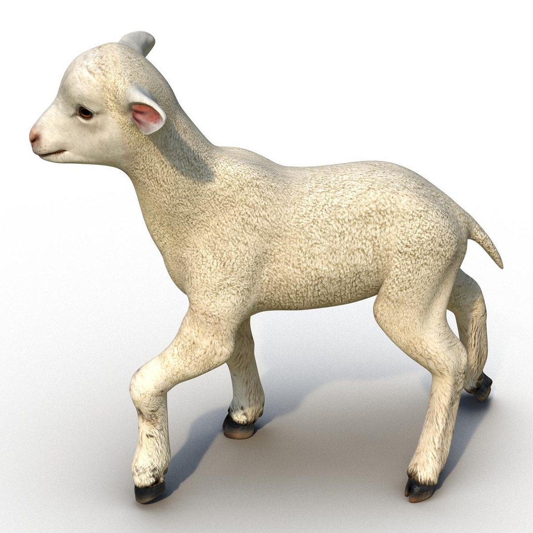 lamb pose 2 3d model