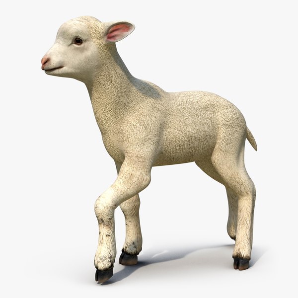 3d lamb rigged fur
