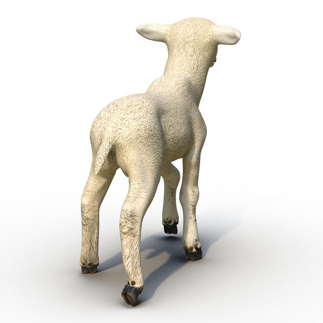 lamb pose 2 3d model