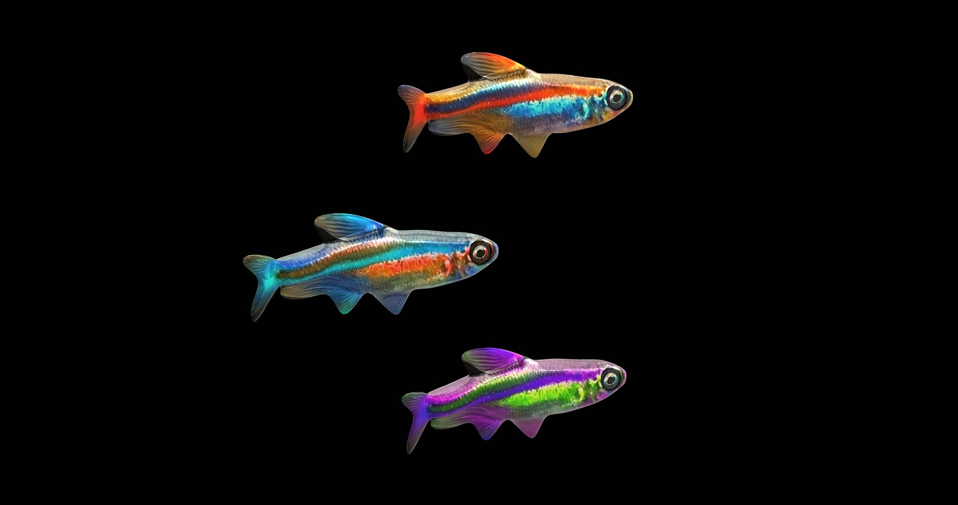 3D Animated And Textured And Fully Rigged Tetra Fish - TurboSquid 2108639