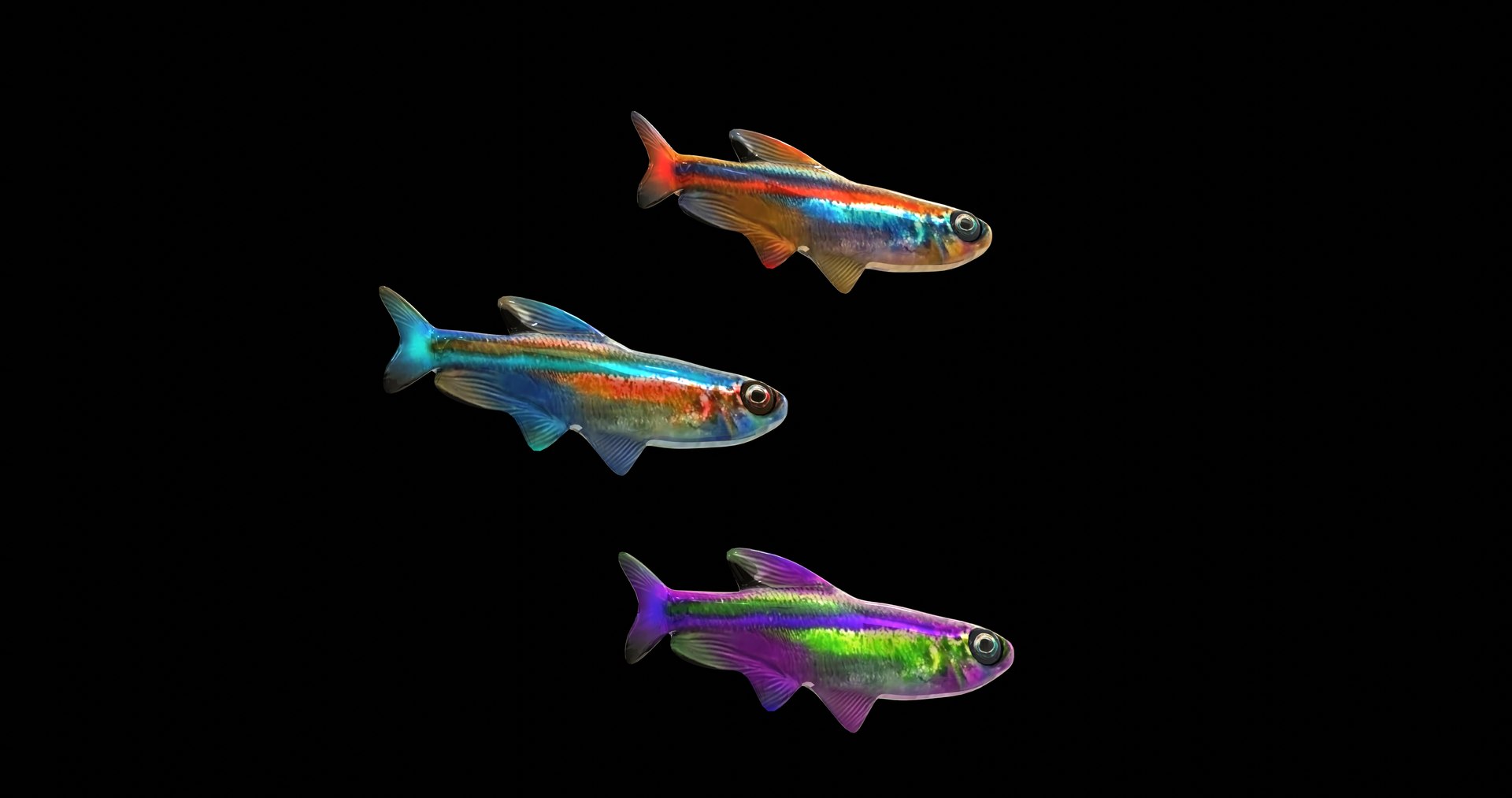 3D Animated And Textured And Fully Rigged Tetra Fish - TurboSquid 2108639