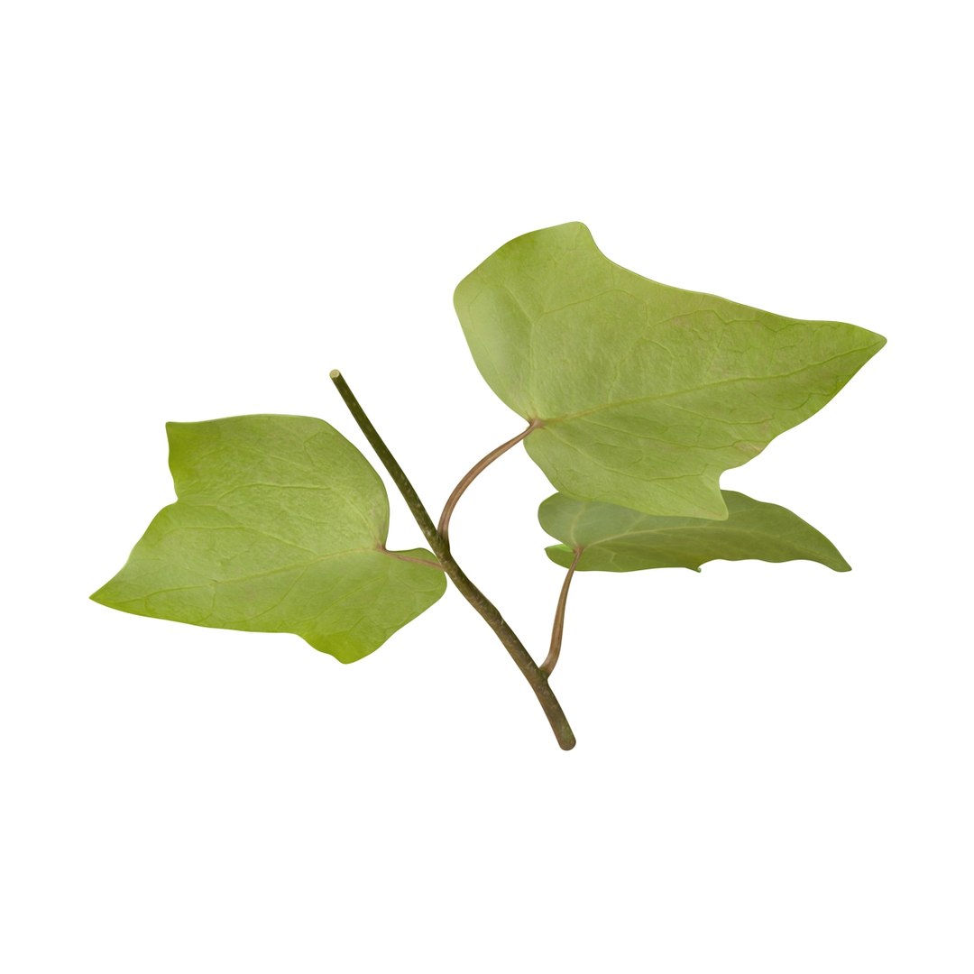 Ivy Leaf 3d Model
