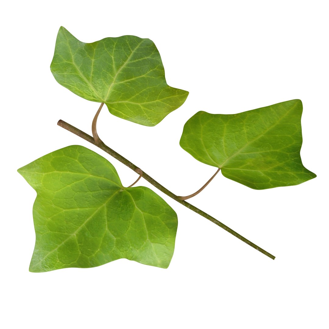 Ivy Leaf 3d Model