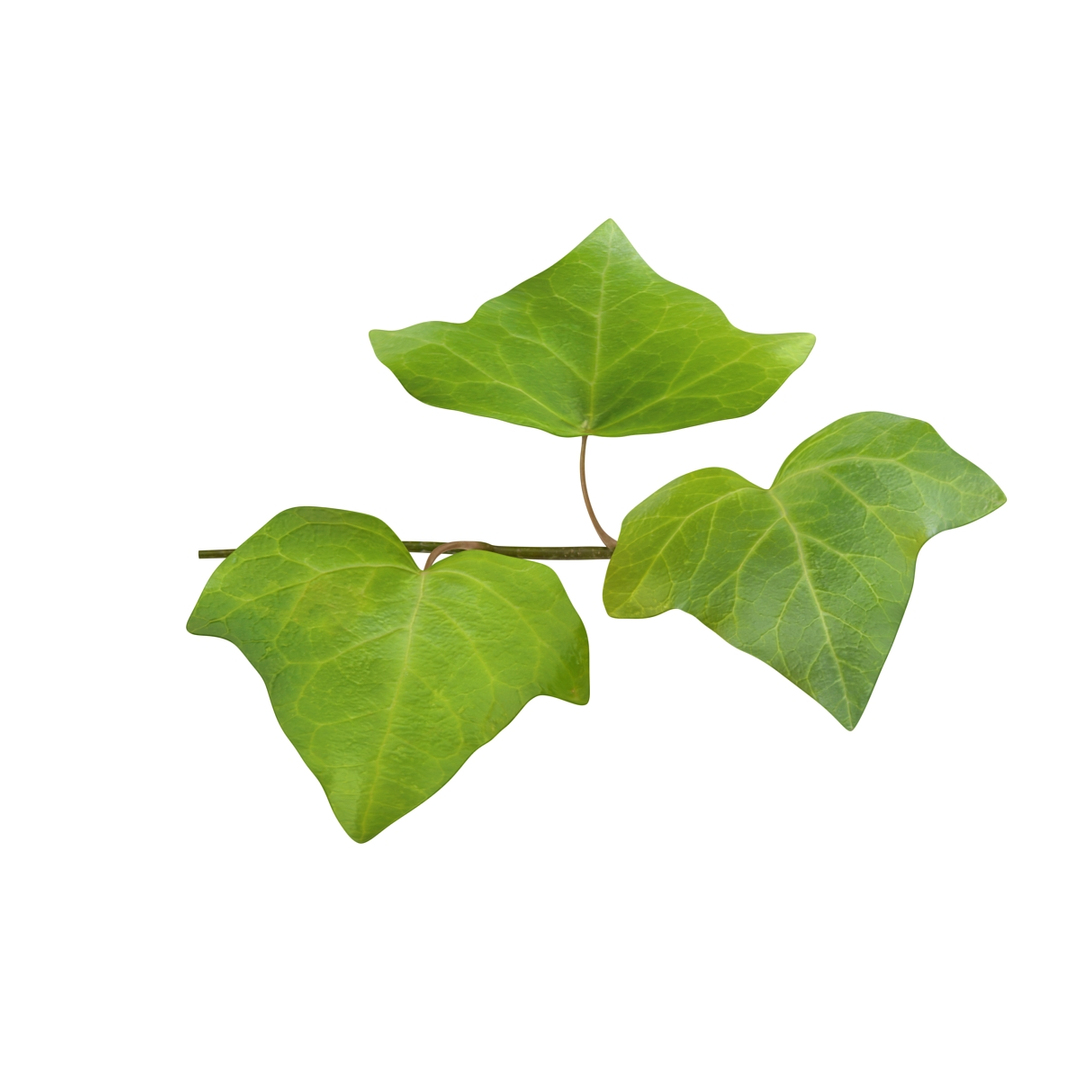 Ivy Leaf 3d Model