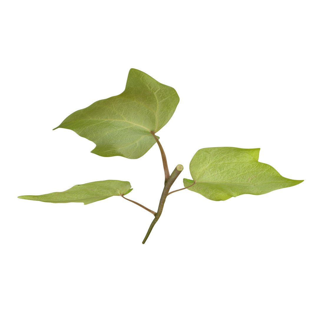 Ivy Leaf 3d Model