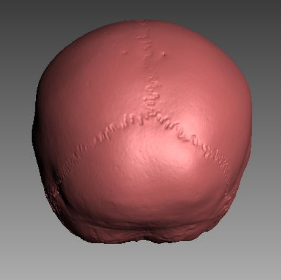 3D Infant Skull - TurboSquid 1335378