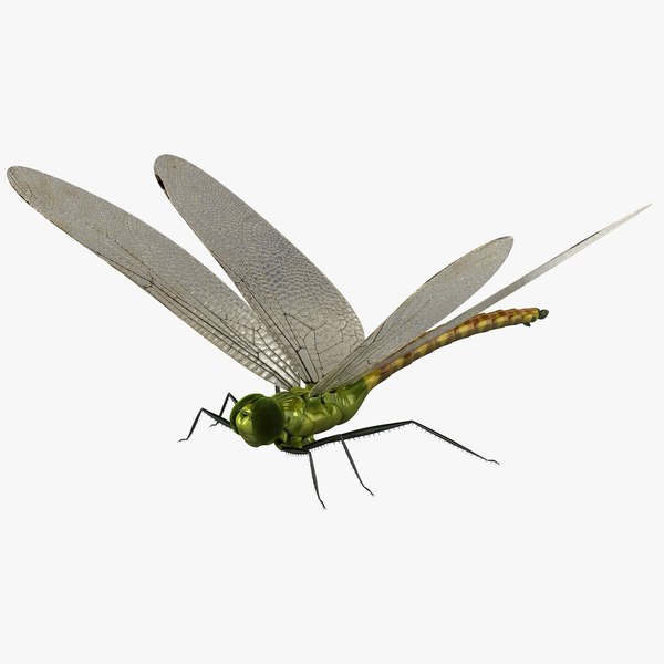 Invertebrate 3D Models for Download | TurboSquid