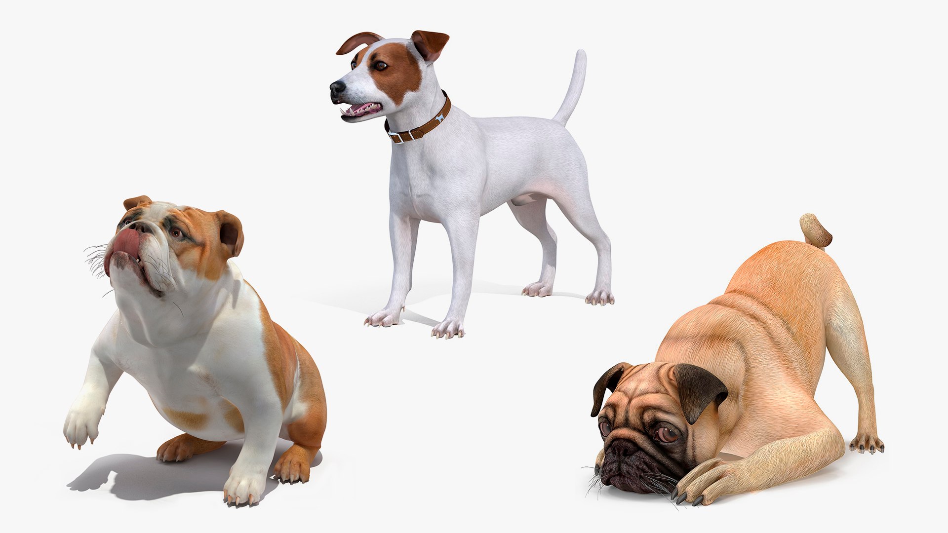 Rigged Small Dogs Collection 3D - TurboSquid 2298851