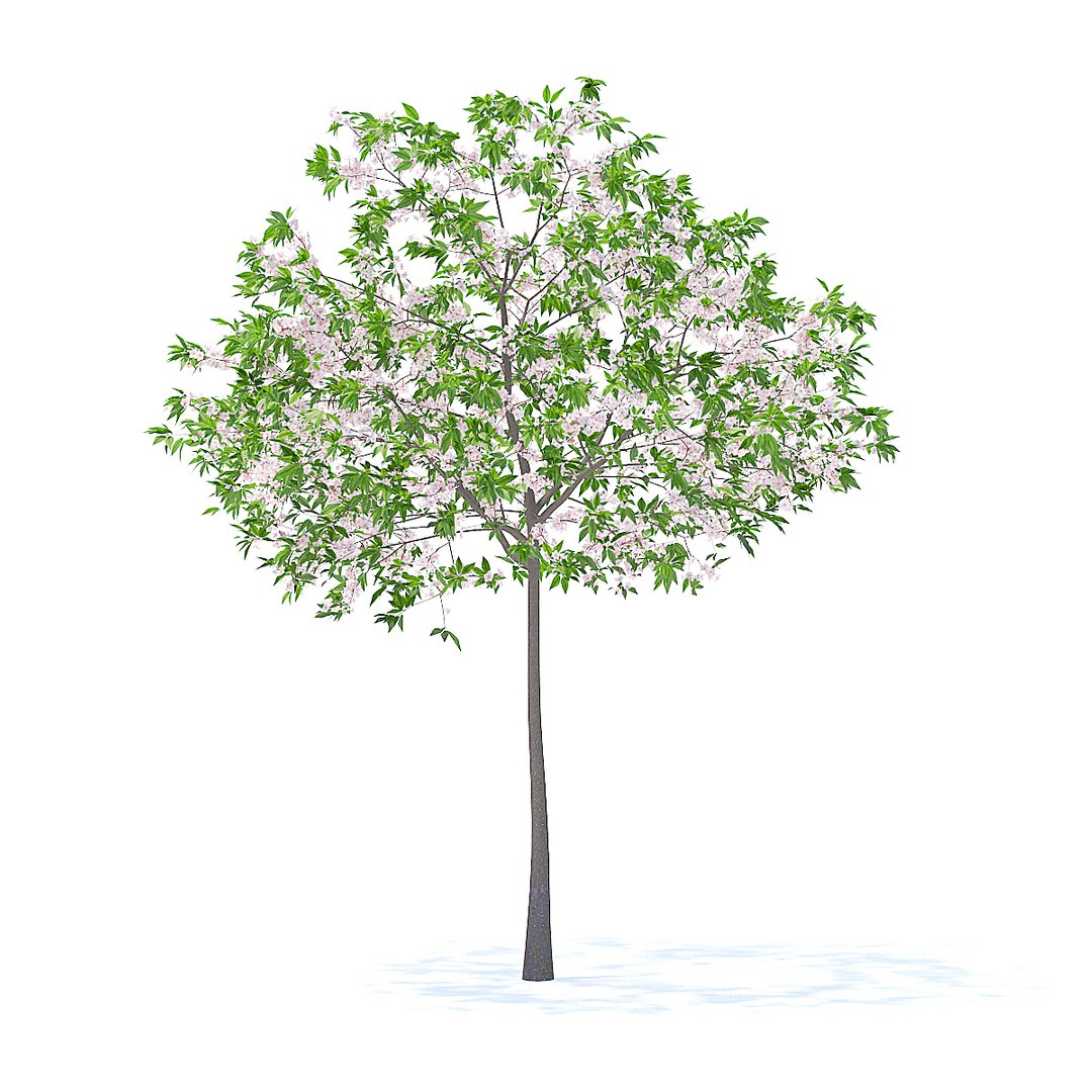 Cherry tree 3 3m 3D model - TurboSquid 1253154