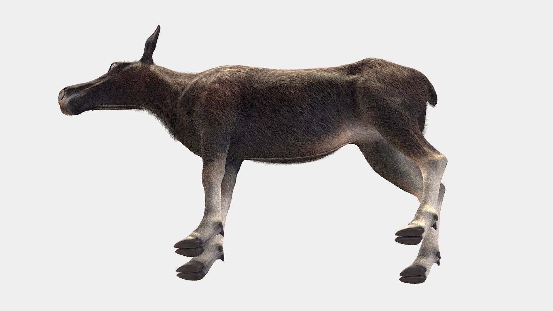 3D Moose - Cow Model - TurboSquid 2136066