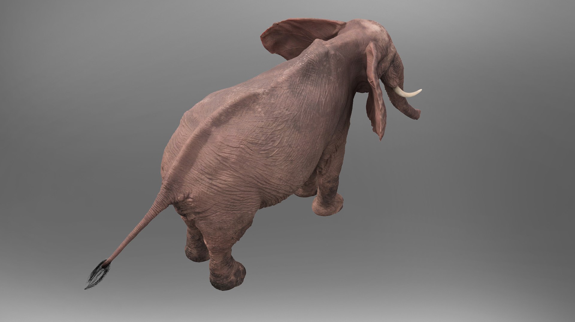 3D African Elephant - Photo Realistic - TurboSquid 1851937