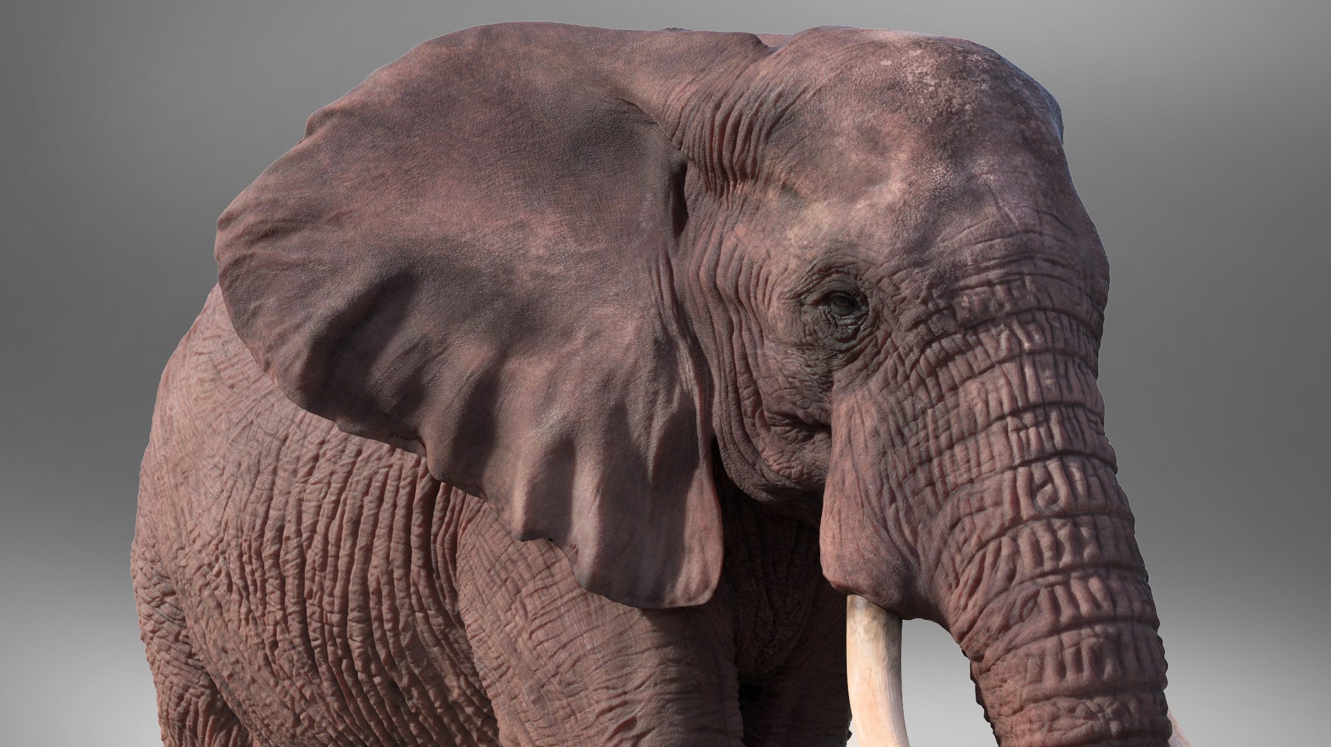 3D African Elephant - Photo Realistic - TurboSquid 1851937