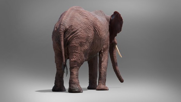3D African Elephant - photo realistic - TurboSquid 1851937