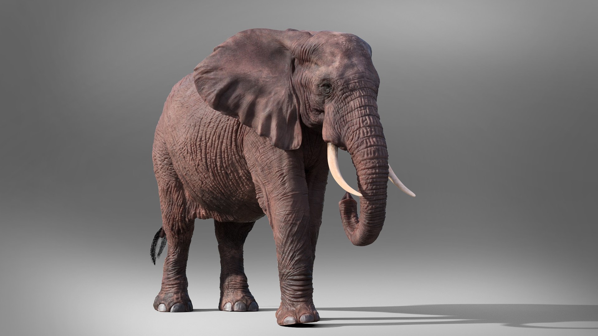 3D African Elephant - Photo Realistic - TurboSquid 1851937