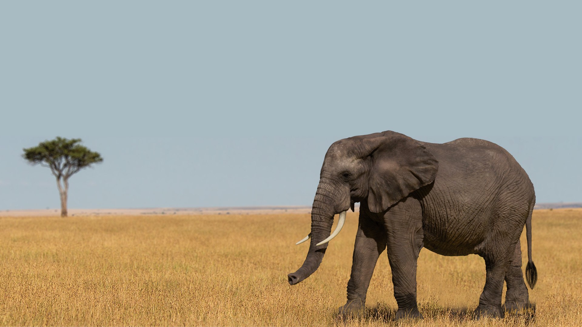 3D African Elephant - Photo Realistic - TurboSquid 1851937