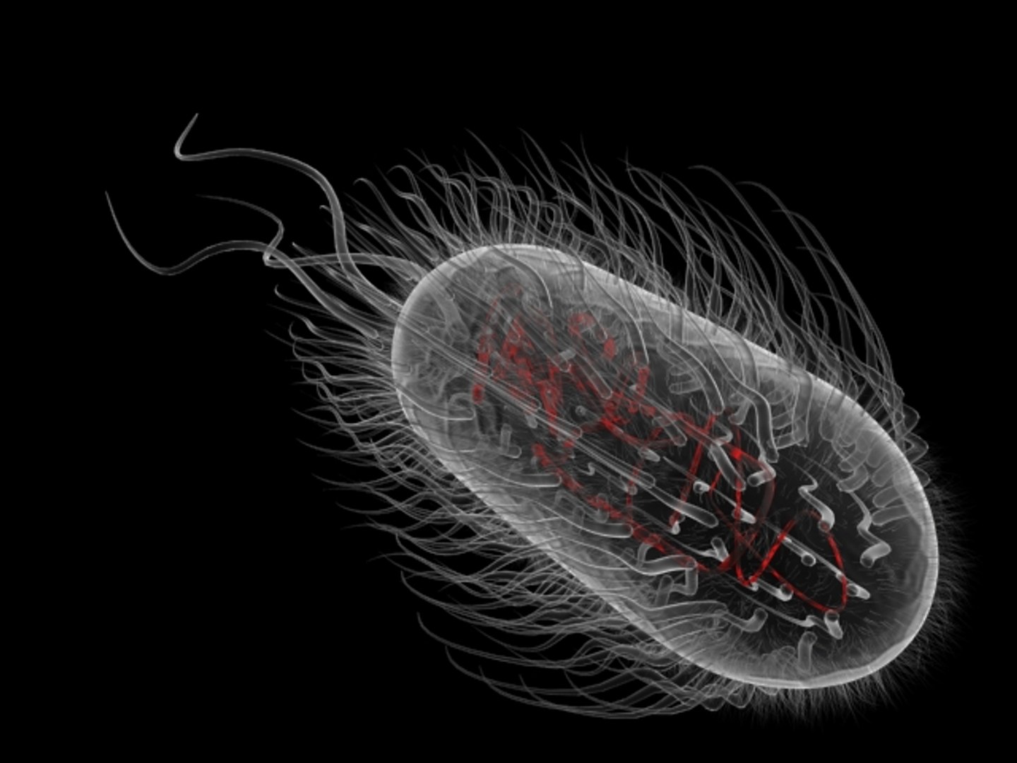 3d Model Of E Coli Bacteria Cell