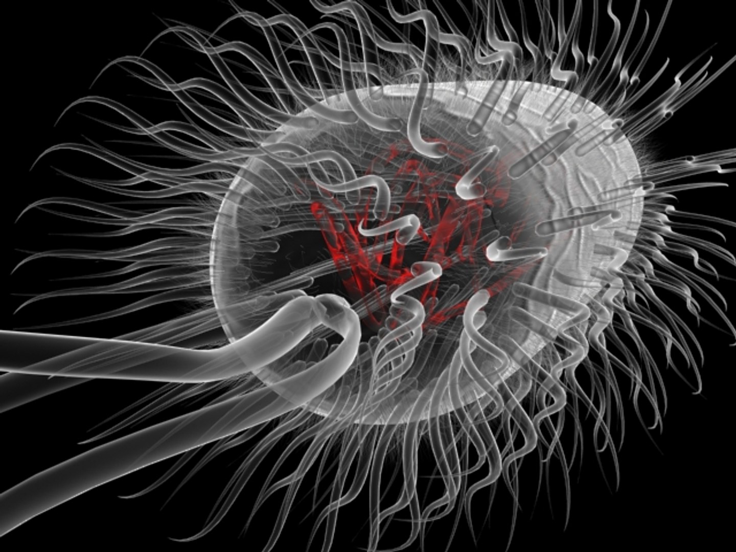 3d Model Of E Coli Bacteria Cell